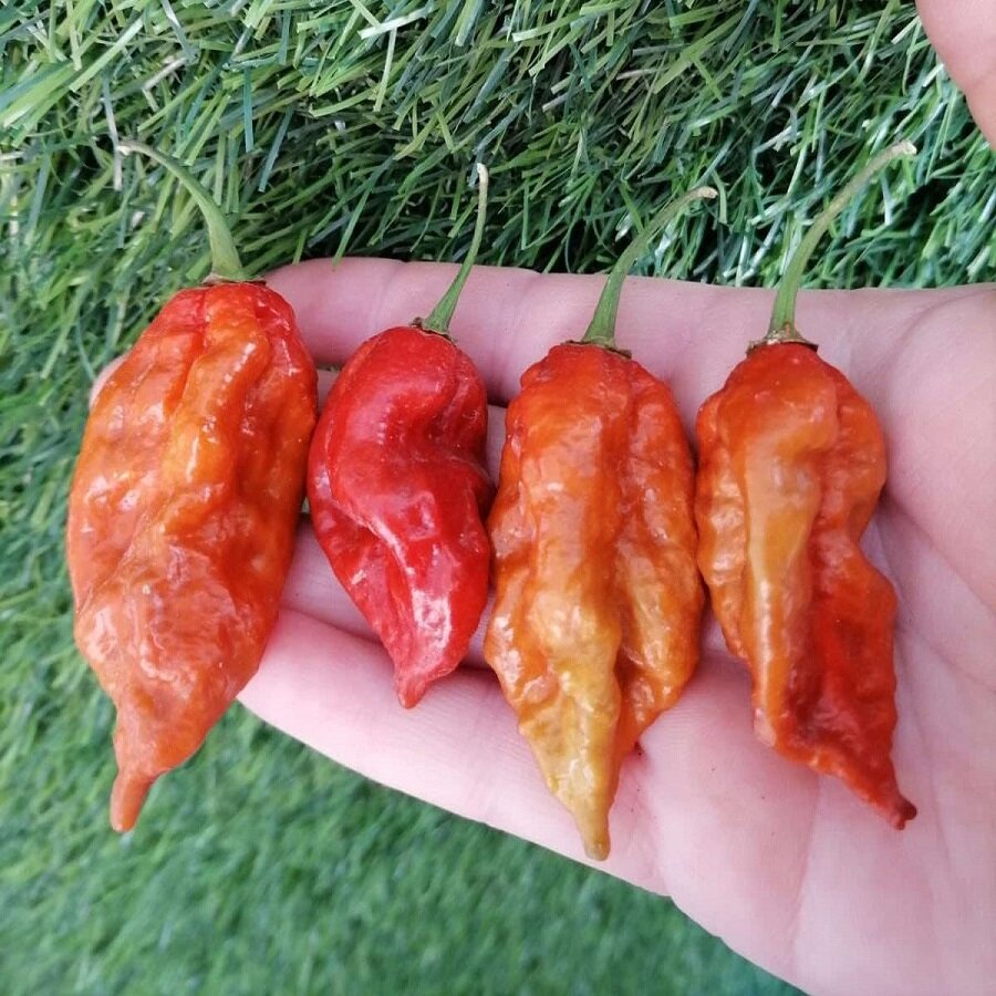 Семена Deodar SEEDS COMPANY Перец острый Naga Tiger 5 шт.