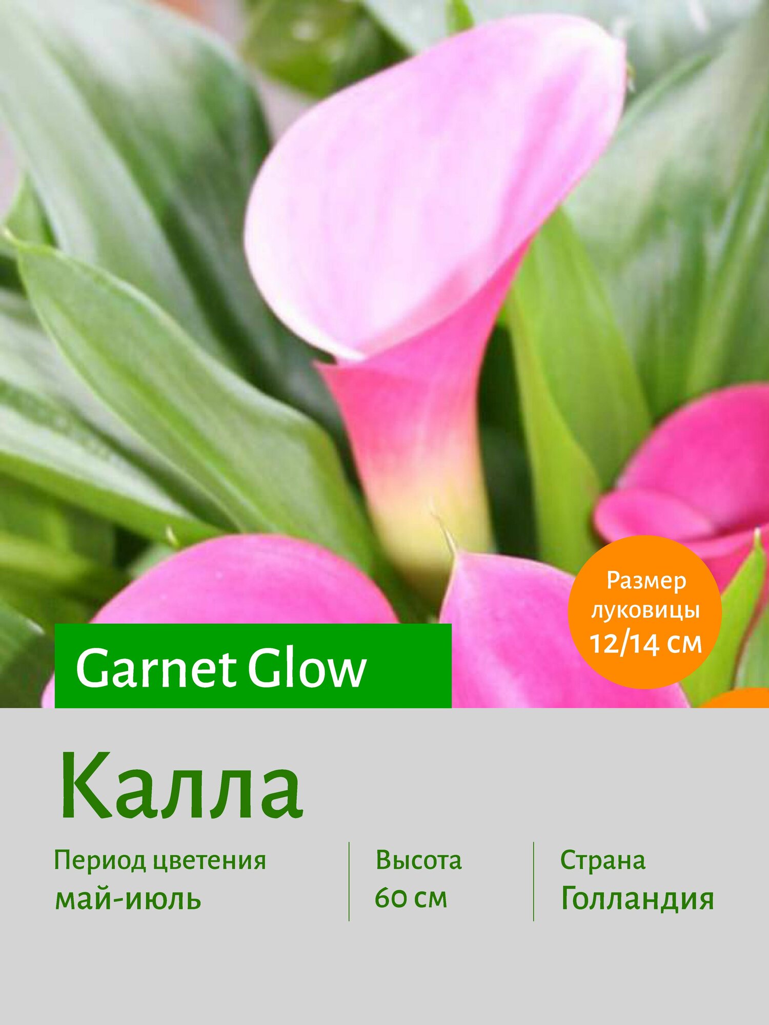 Калла Гарнет Глоу (Garnet Glow) 10 шт сотка