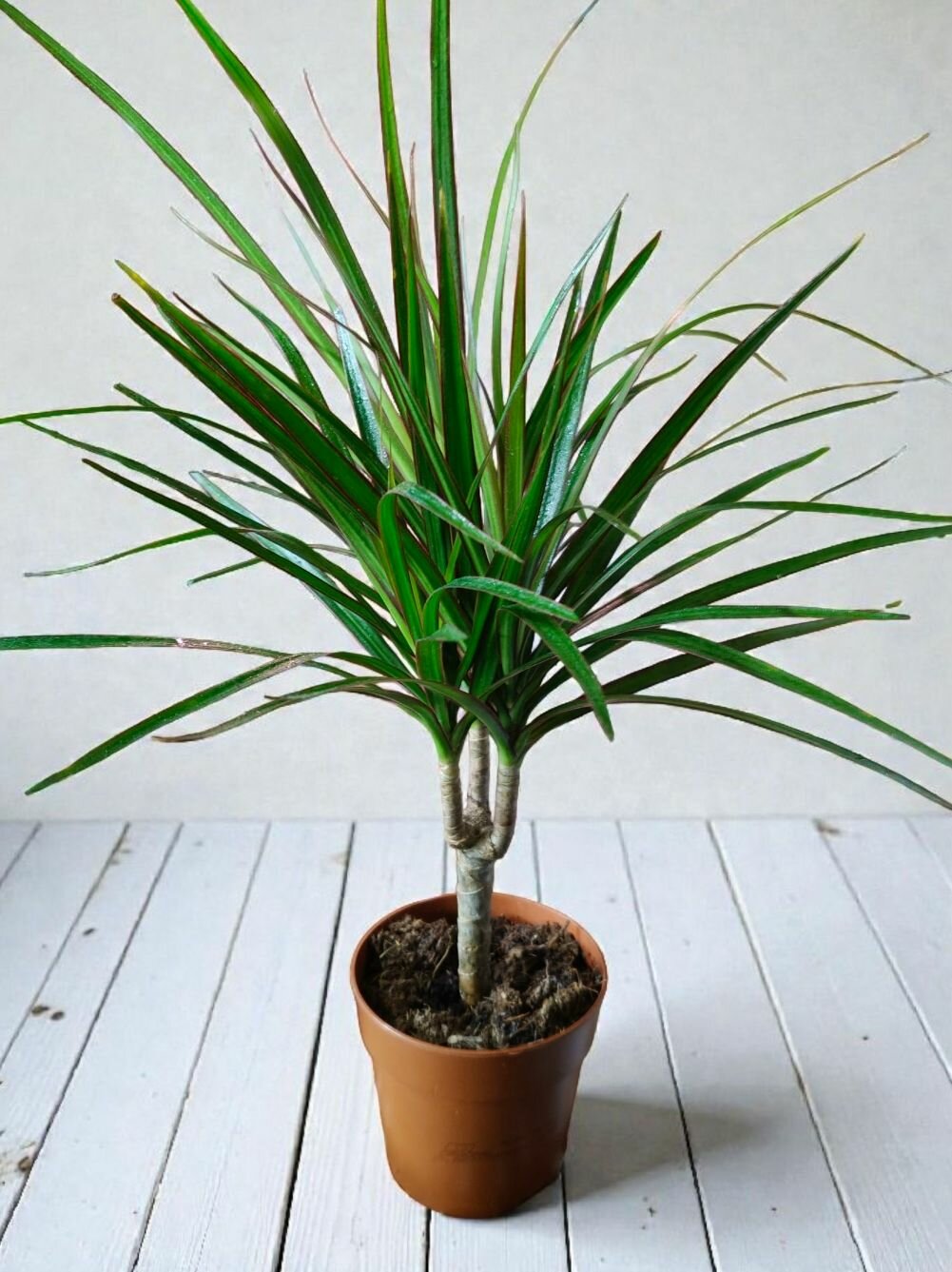 Драцена Маргината (Dracaena Marginata) Живое комнатное растение в горшке, Домашняя пальма, Драконово дерево