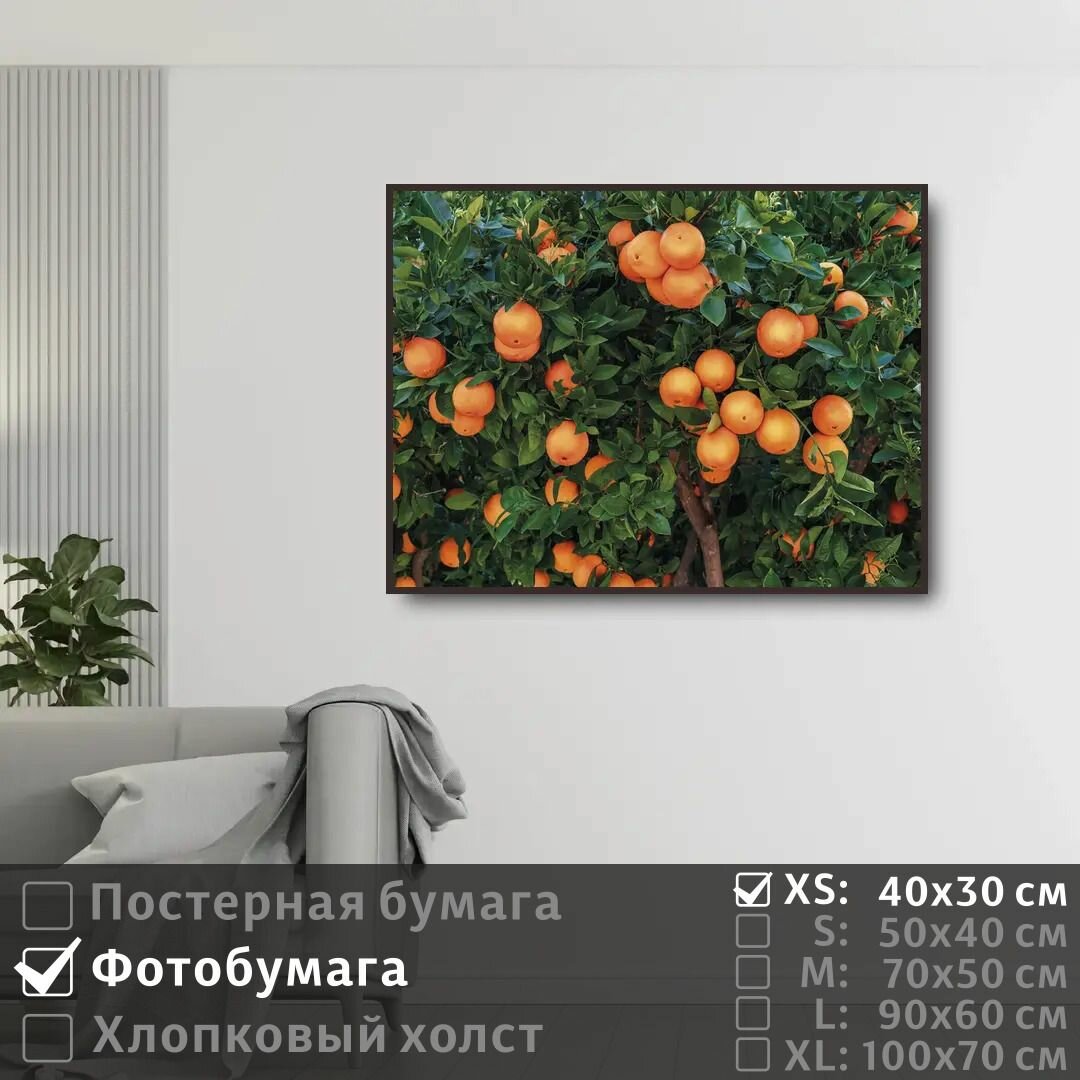 Постер на фотобумаге Испанские Апельсины 40х30 см ПолиЦентр