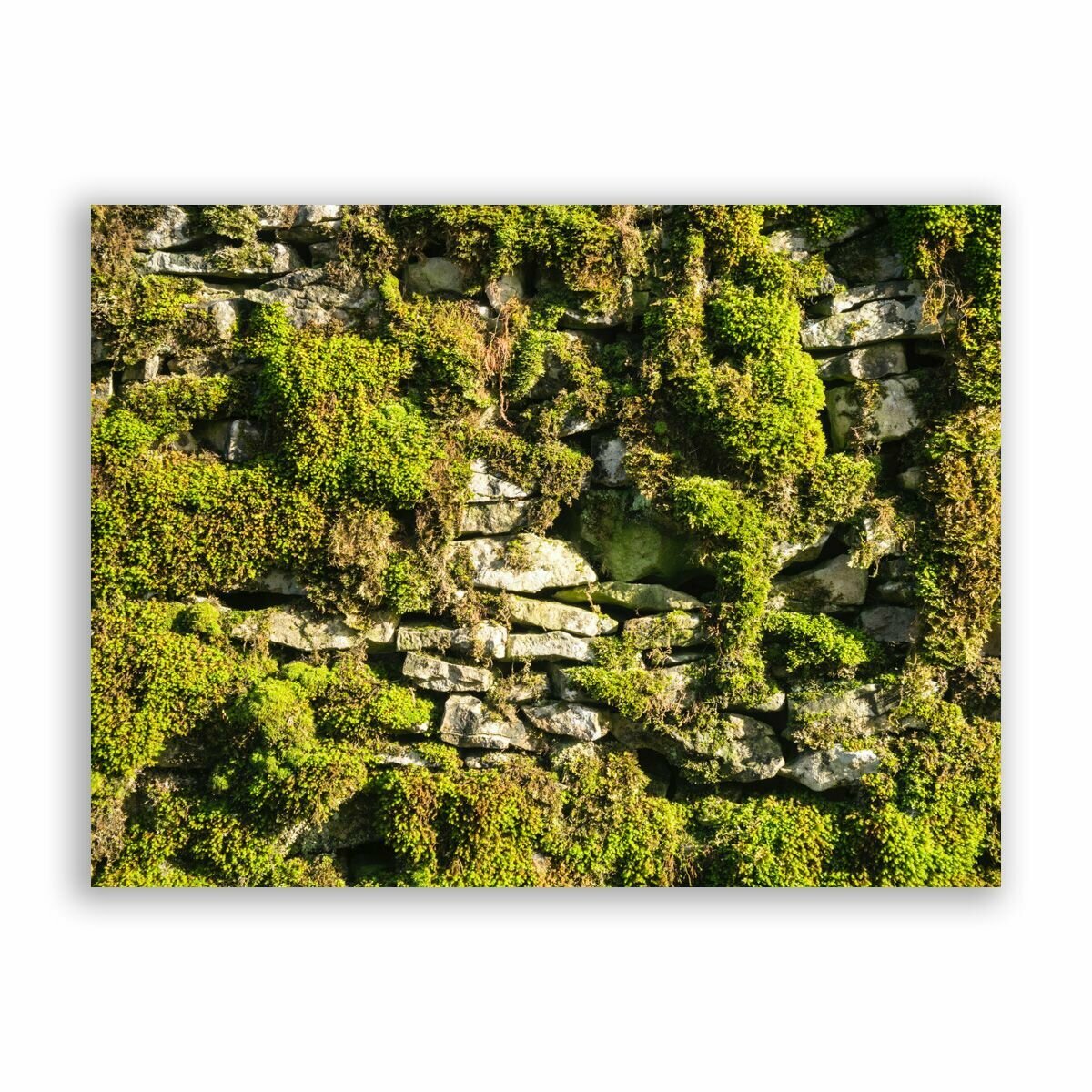 Постер, плакат на бумаге / Мох / Размер 30 x 40 см
