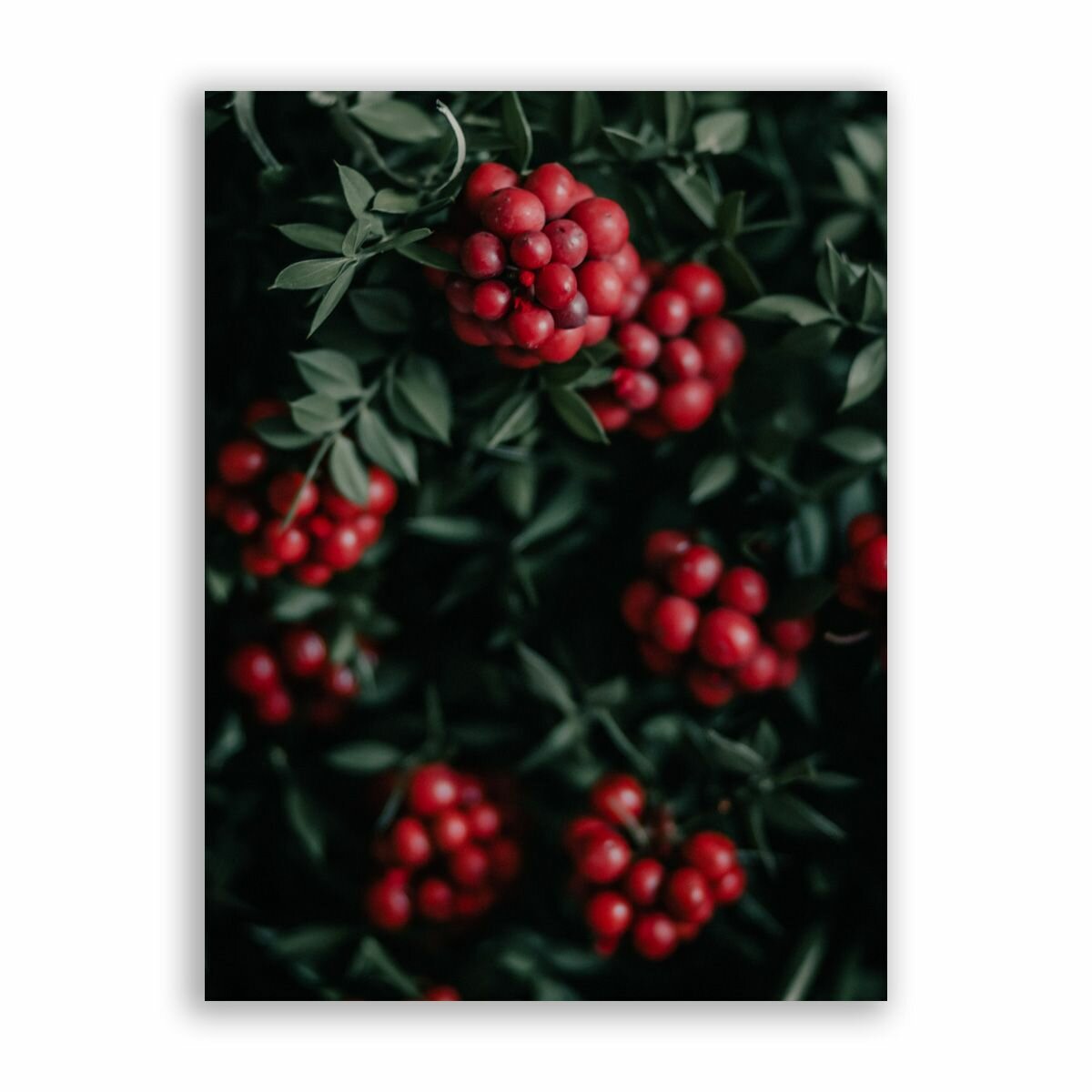 Постер, плакат на бумаге / Ягоды / Размер 30 x 40 см