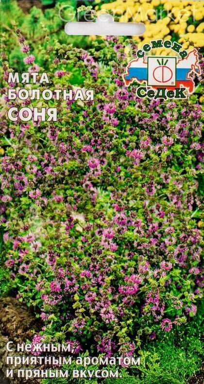 Семена растения мята болотная соня