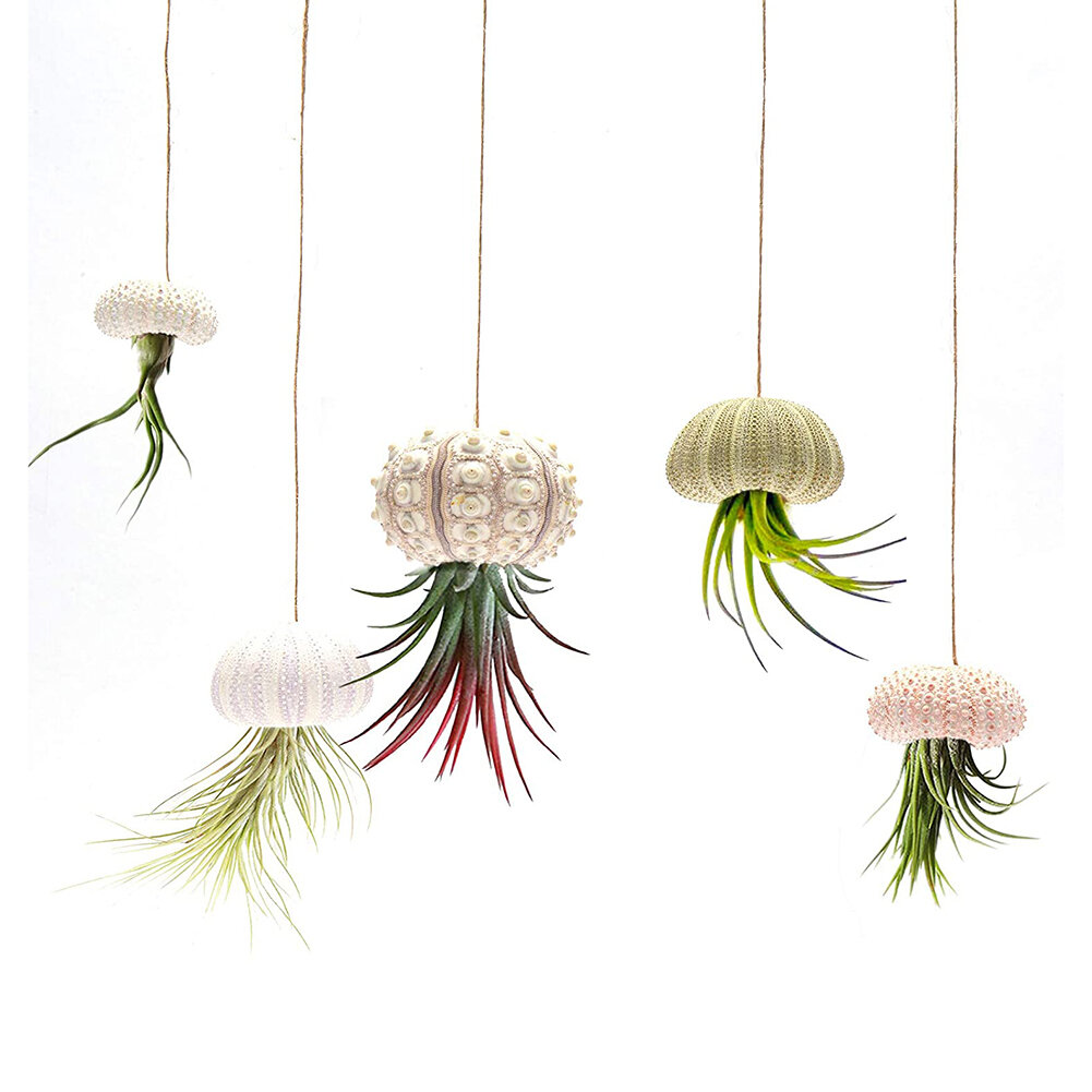 Морские раковины и ежи для декора интерьера, 5 шт, натуральные