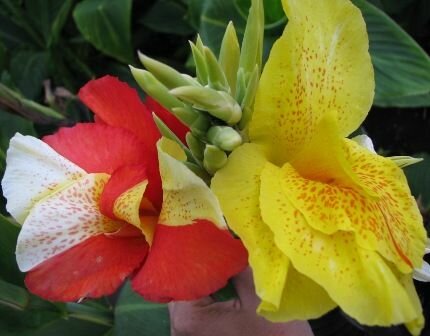 Канна Cleopatra 1шт