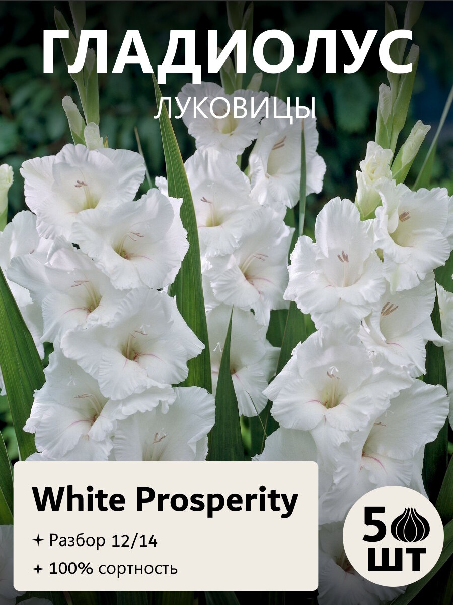 Гладиолусы луковицы крупноцветковые Вайт Просперити, 5 шт