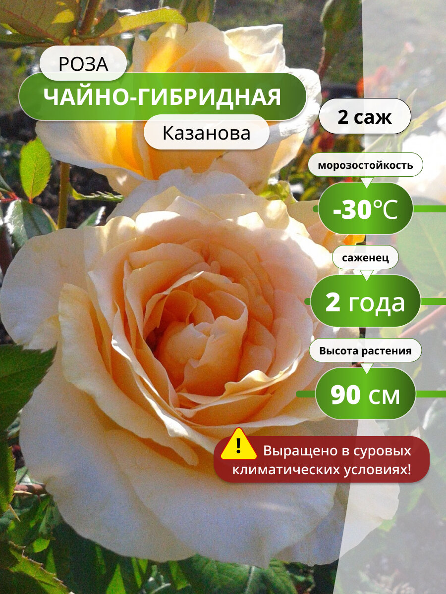 Роза чайно-гибридная Казанова (Casanova) / 2 шт, роз долгоцветущих