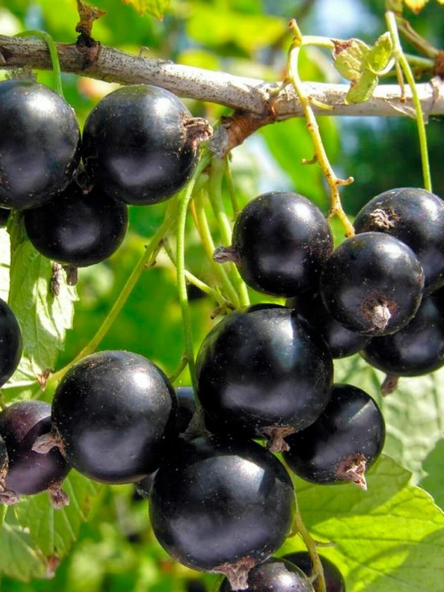 Смородина черная "Лентяй", многолетняя, крупный размер ягод, 2 шт смородины