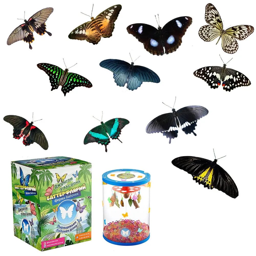 Домашняя ферма бабочек "Баттерфлярий" на 11 куколок от Babochki.Moscow / инсектарий