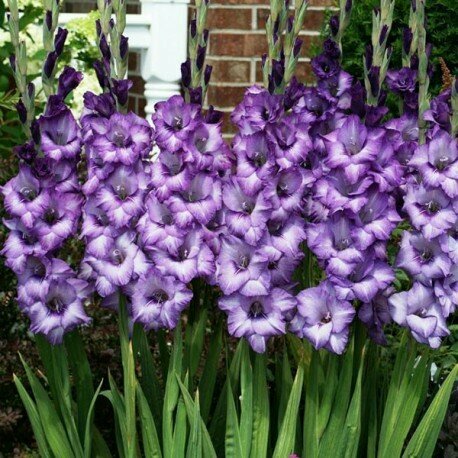 Гладиолус Блю Айсл (3 луковицы), Нидерланды