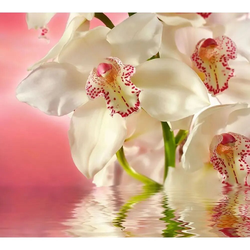 Фотообои DeliceDecor флизелиновые Ф004 Розовая орхидея 3*2,7