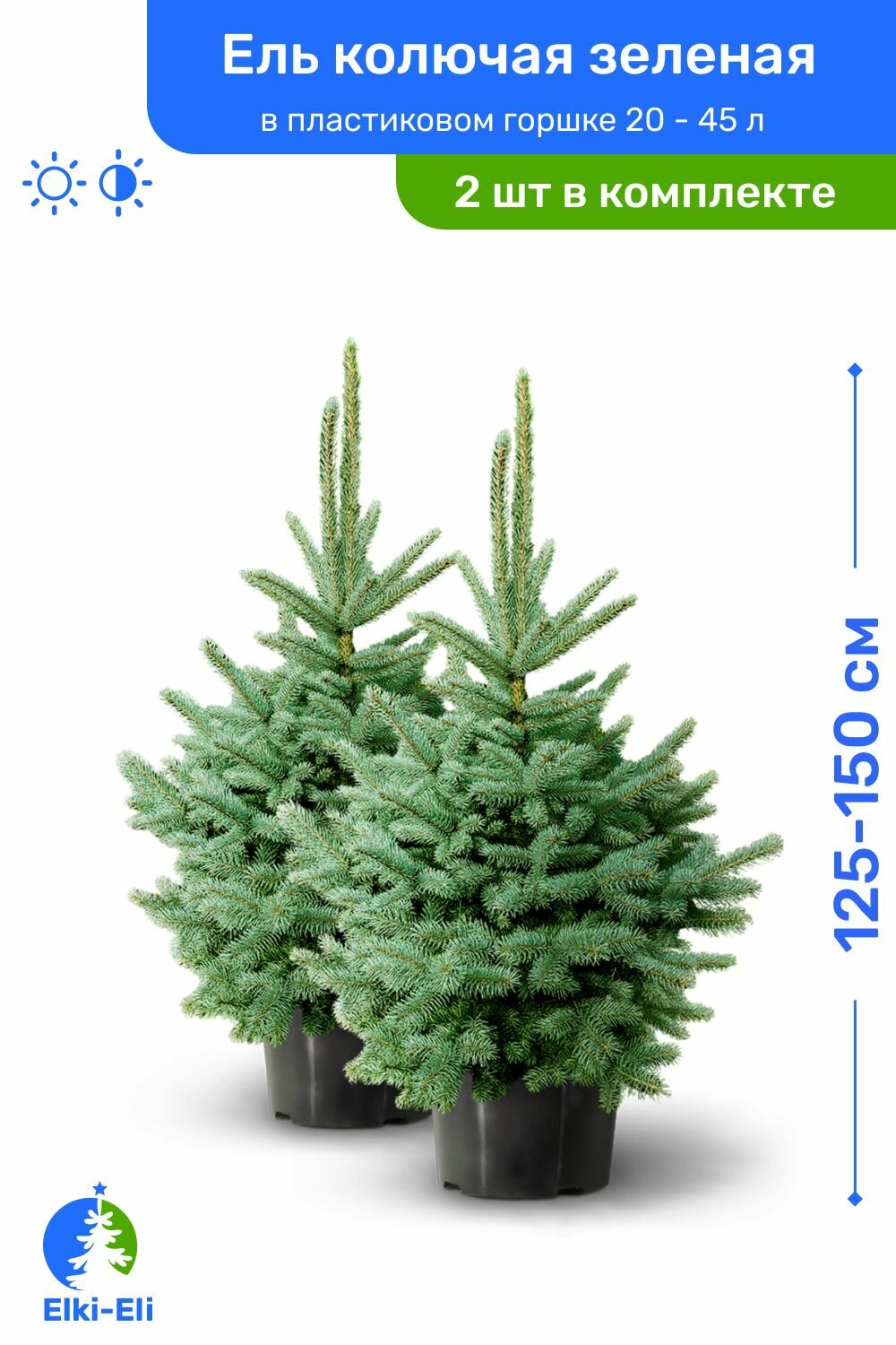 Ель колючая зелёная 125-150 см в пластиковом горшке 20-45 л, саженец, хвойное живое растение, комплект из 2 шт