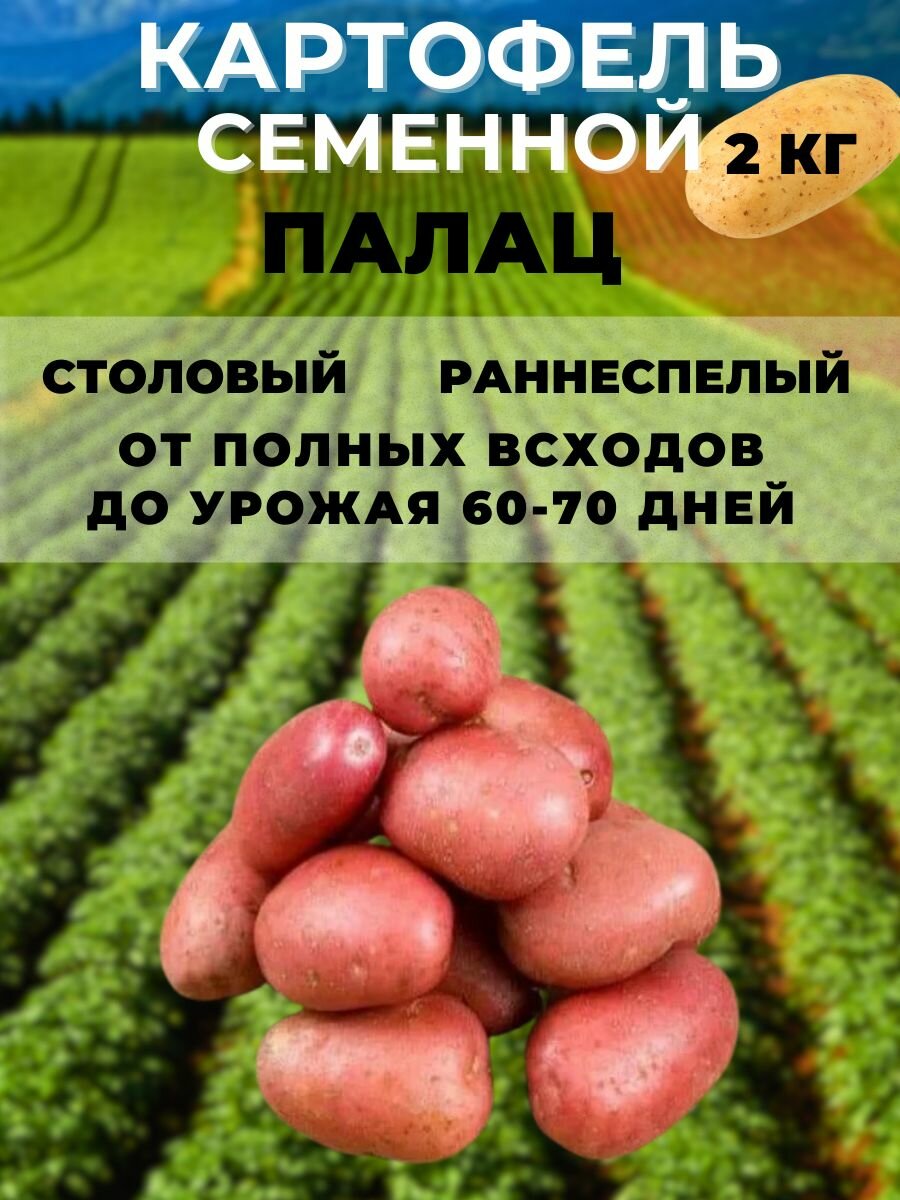 Картофель семенной