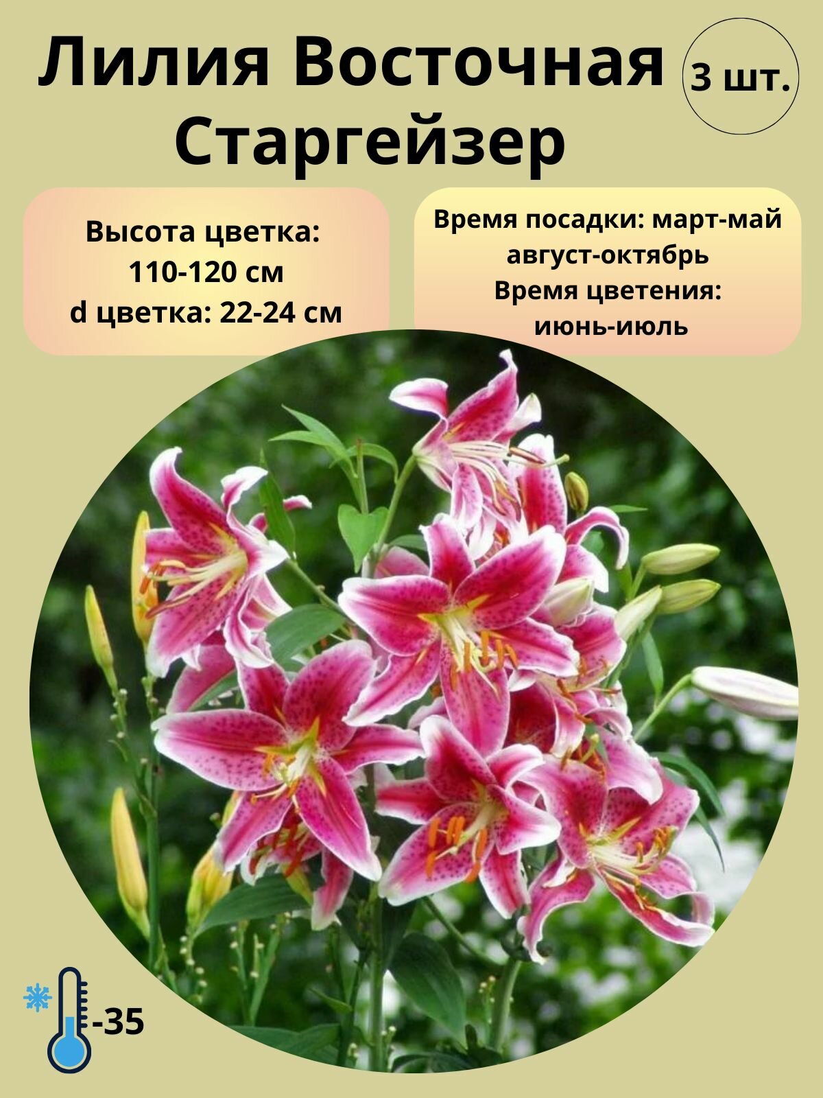 Лилия Восточная, луковицы 3 шт