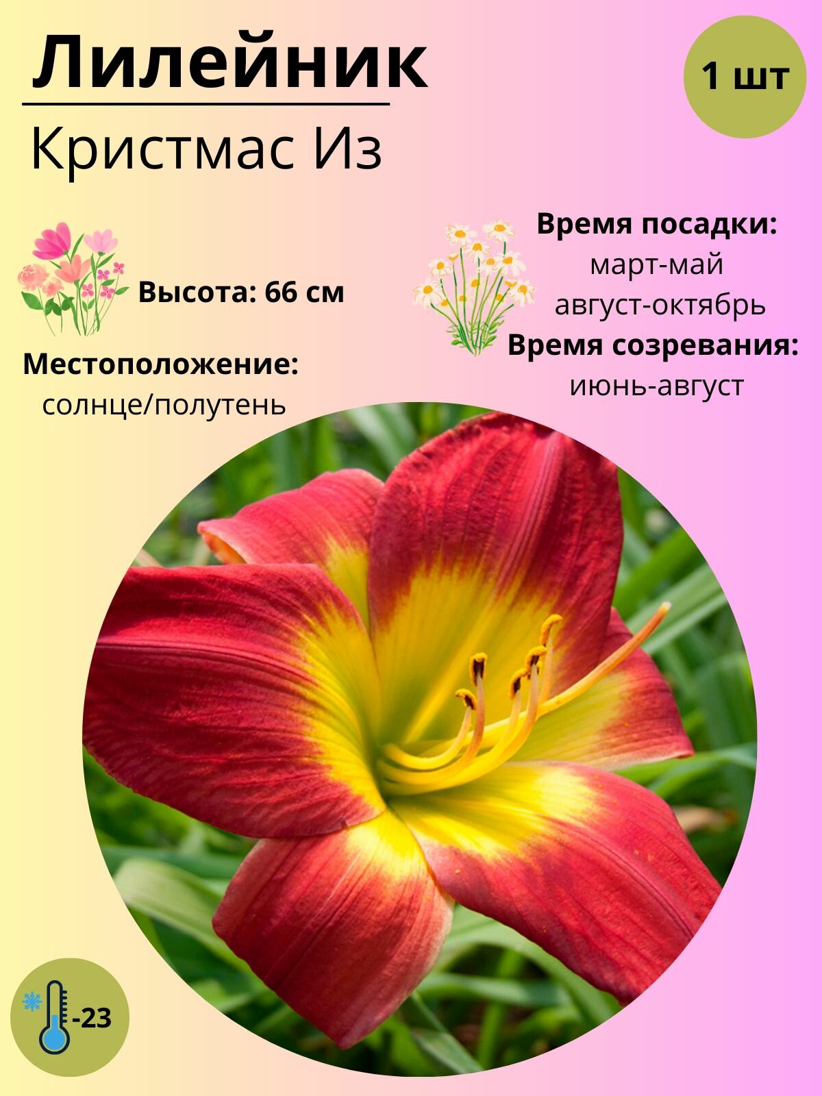 Лилейник Кристмас Из, многолетние цветы