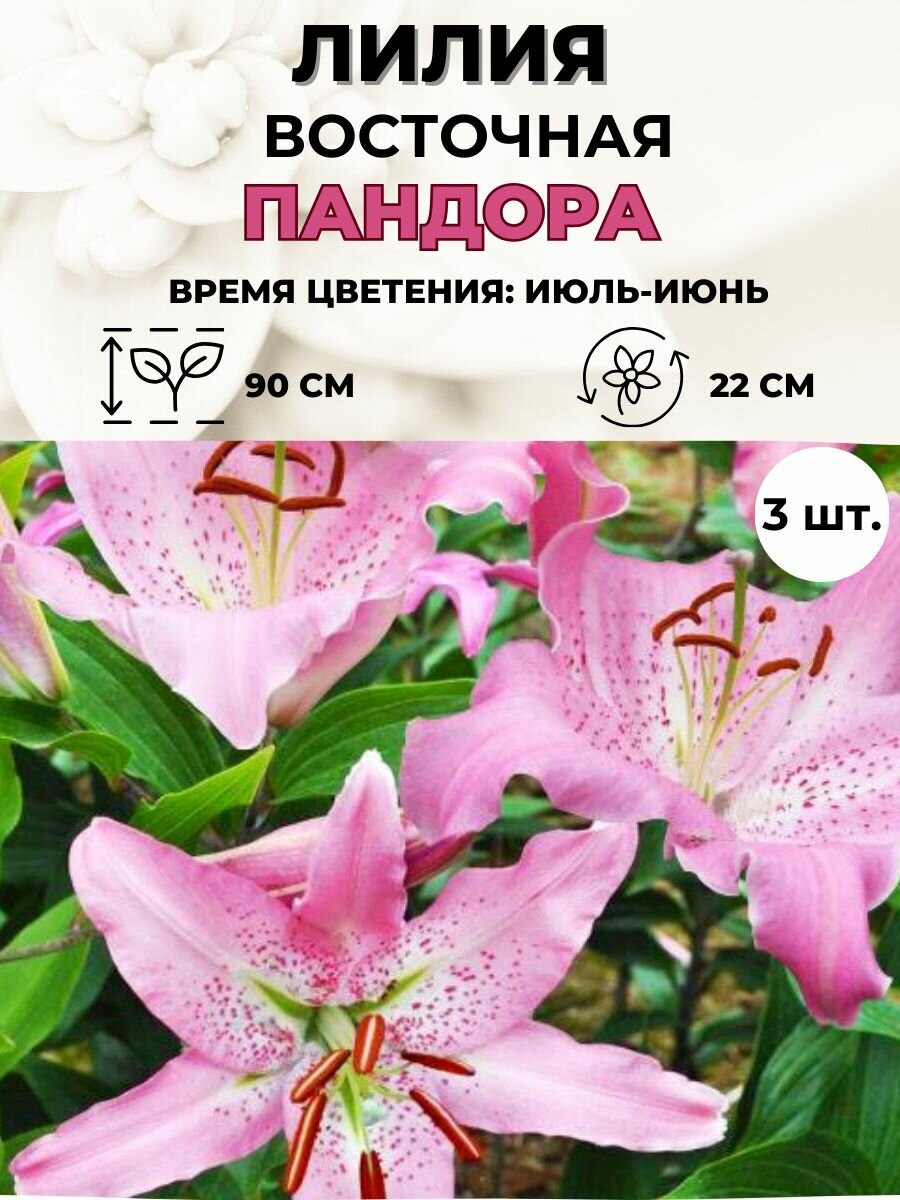 Лилия восточная, луковицы 3 штуки