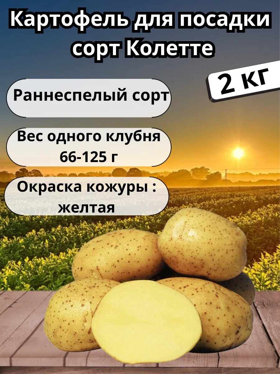 Картофель семенной "Колетте" 2 кг