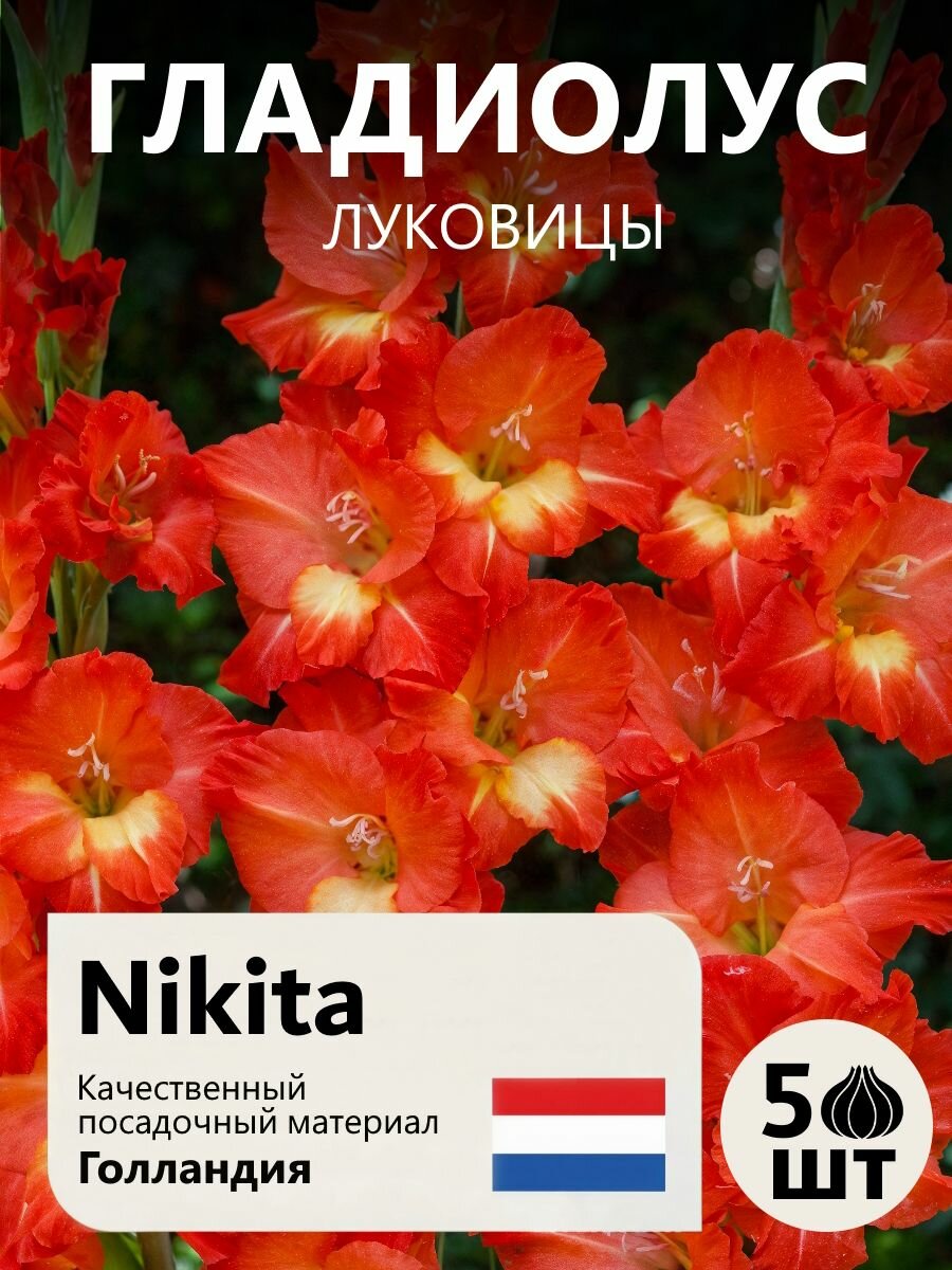 Гладиолусы луковицы крупноцветковые Никита (Nikita), 5 шт