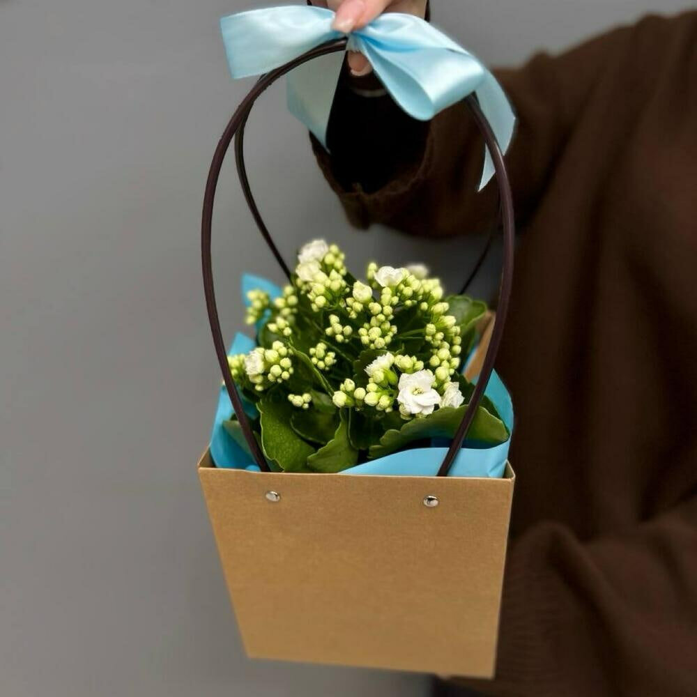 Комнатное растение Каланхоэ белое в сумочке от бренда Margo plants