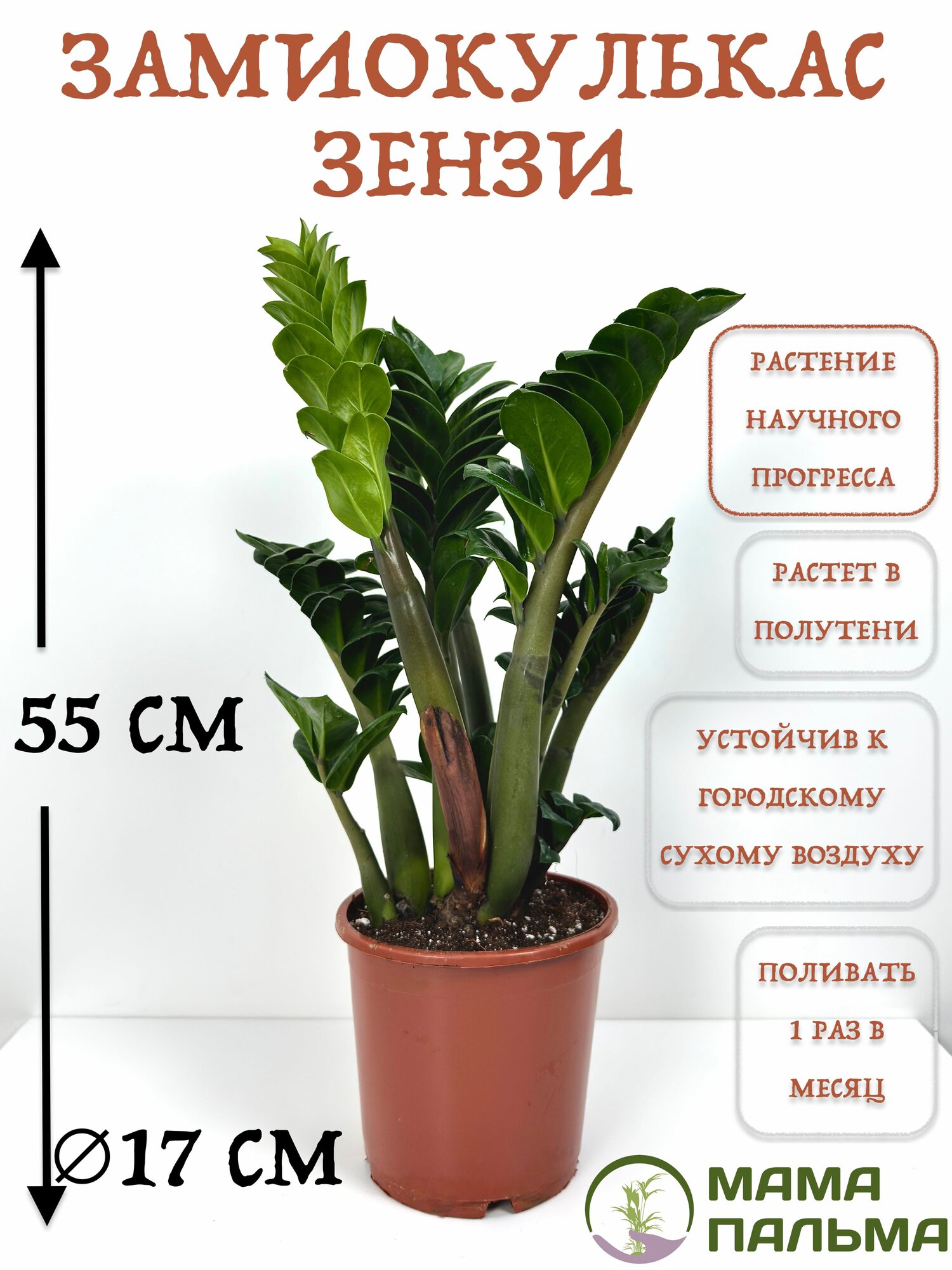 Замиокулькас живой Зензи в горшке D17 высота 55 см