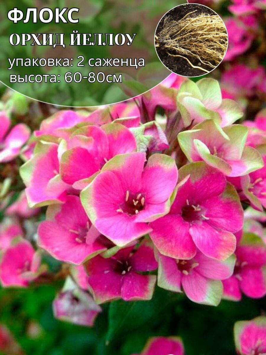 Флокс Орхид йеллоу, 2 саженца