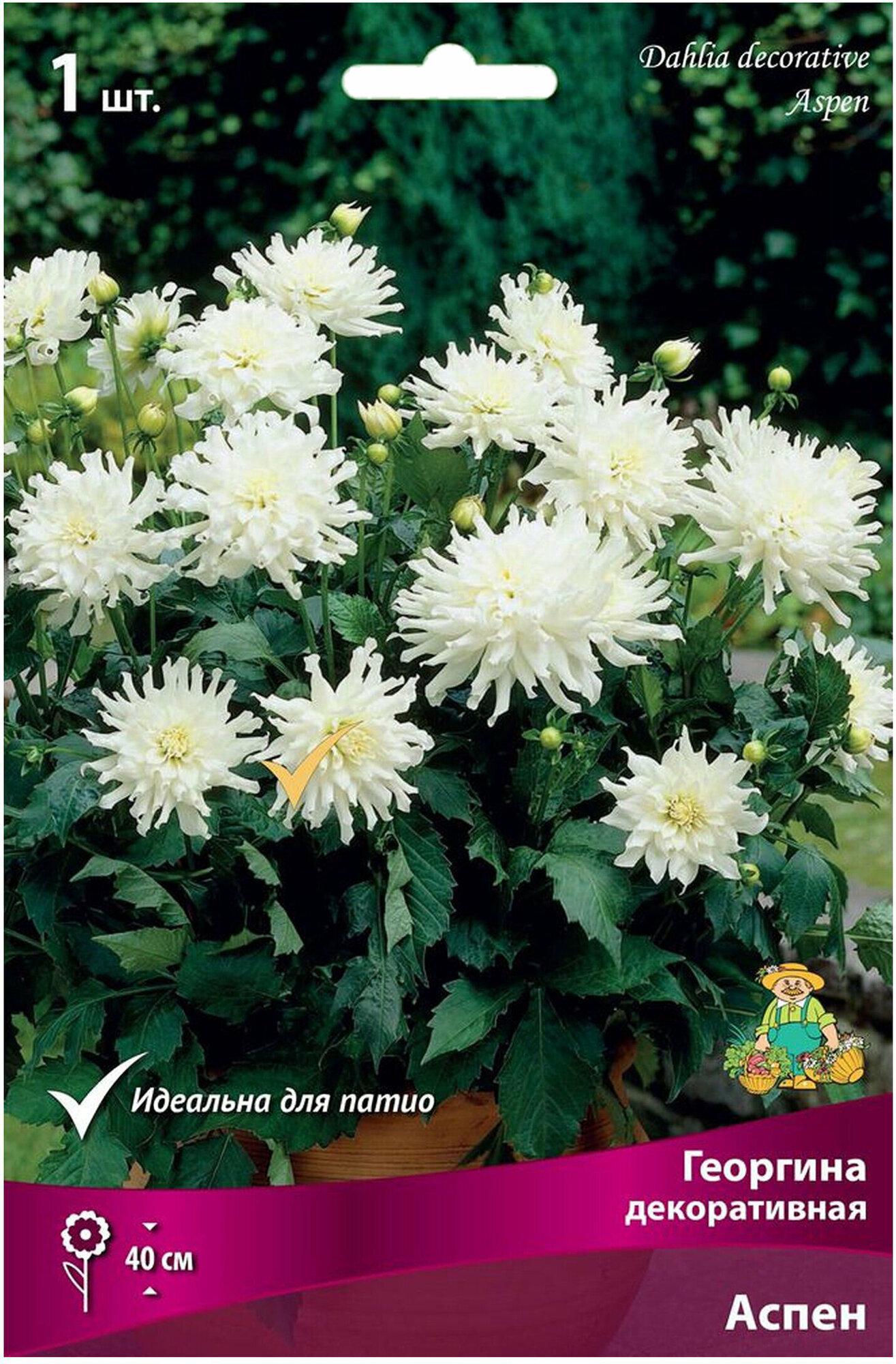 Клубень Георгины поиск Аспен