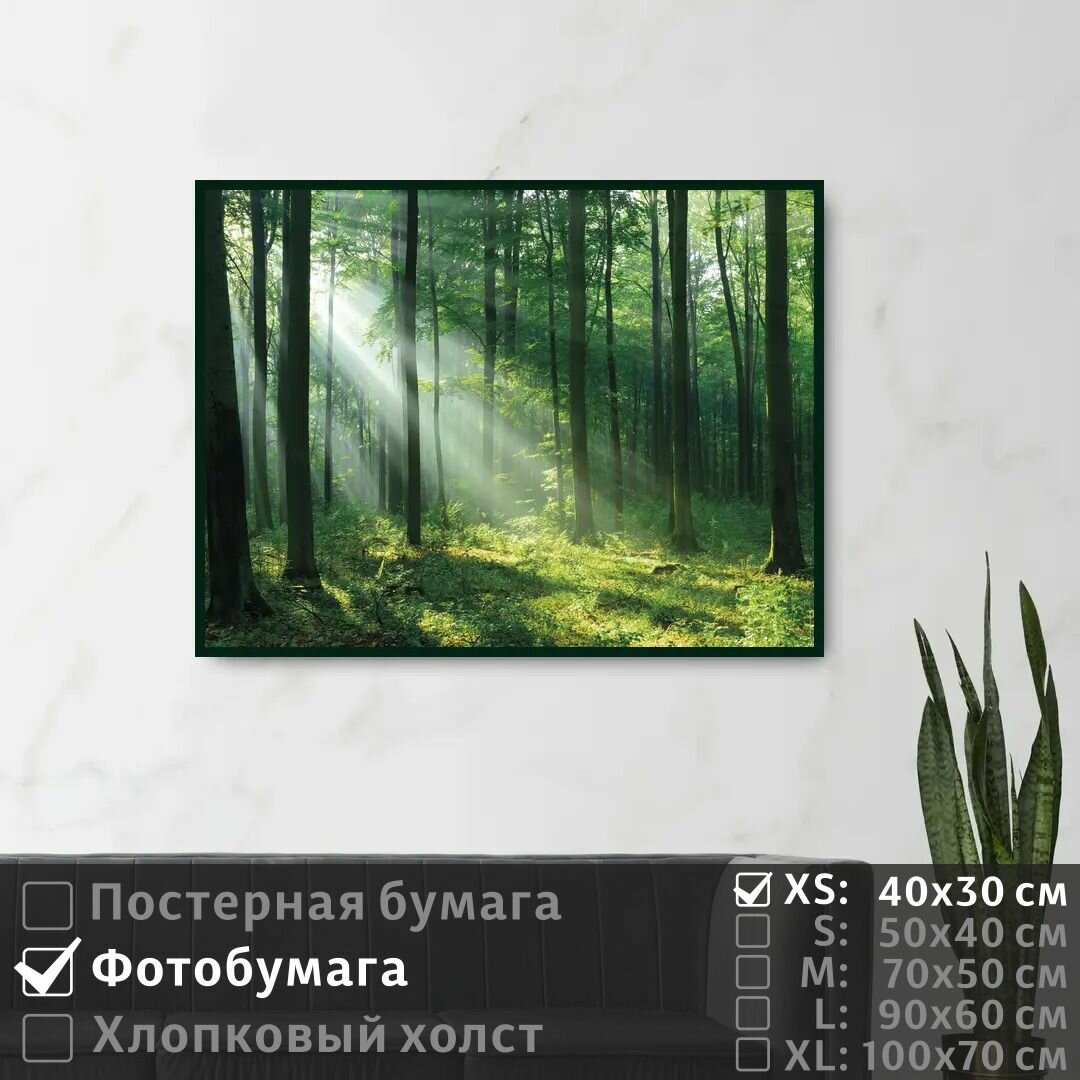 Постер на фотобумаге Лучи Сквозь Листву На Рассвете 40х30 см ПолиЦентр
