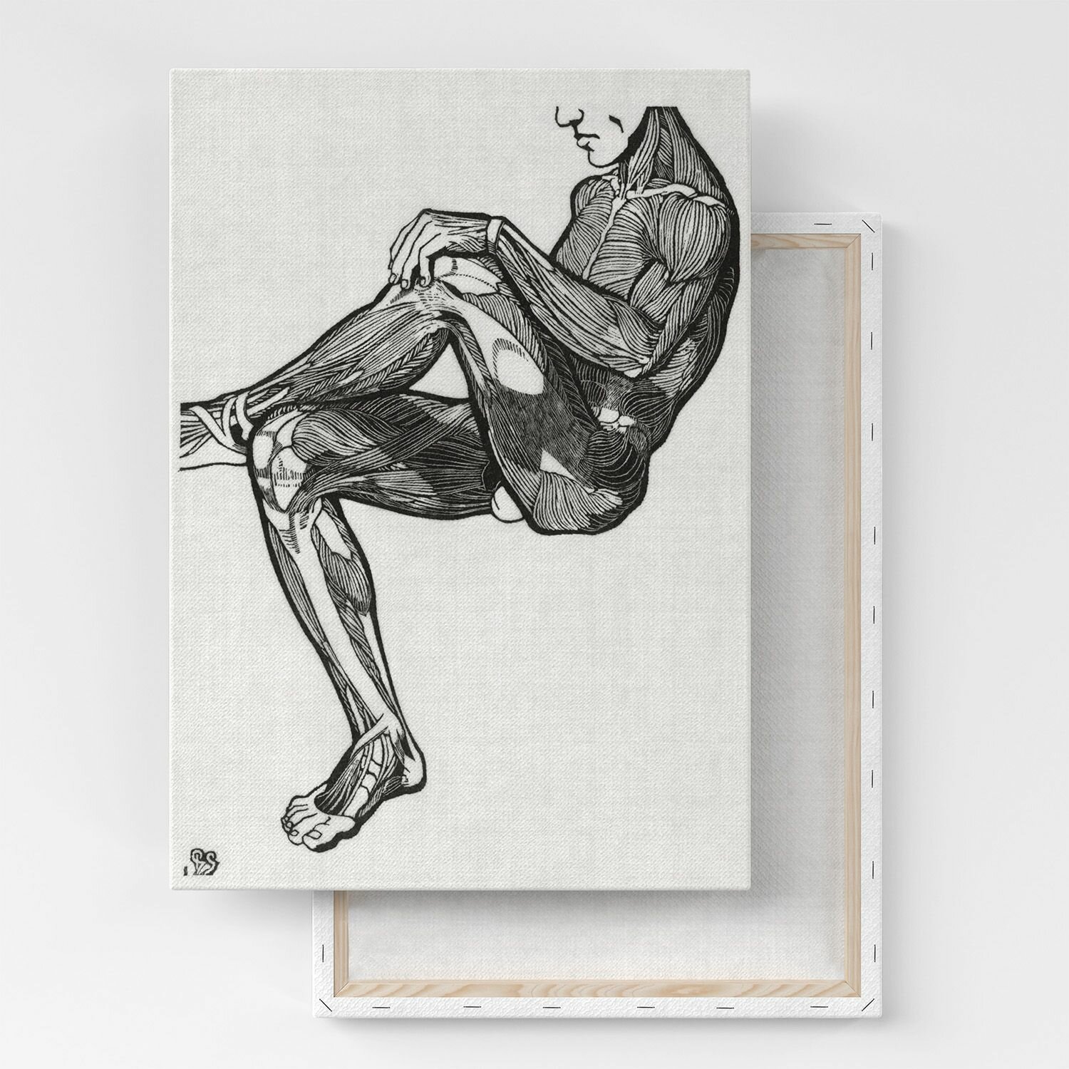 Картина на холсте, репродукция / Рейер Столк - Leg and arm muscles / Размер 60 x 80 см