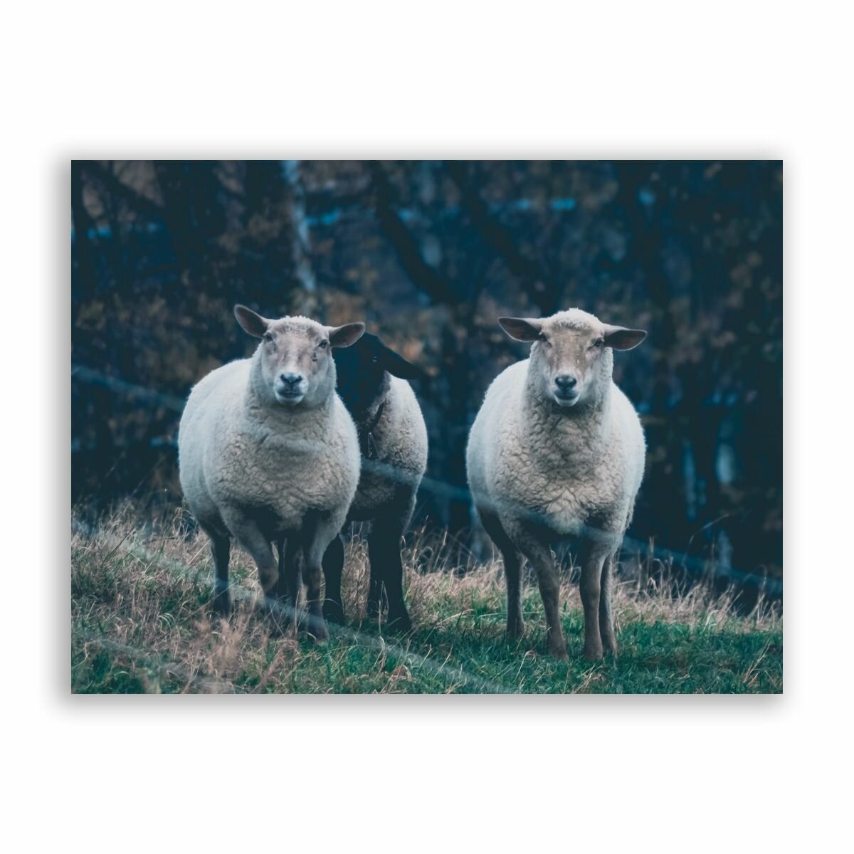 Постер, плакат на бумаге / Овцы / Размер 30 x 40 см