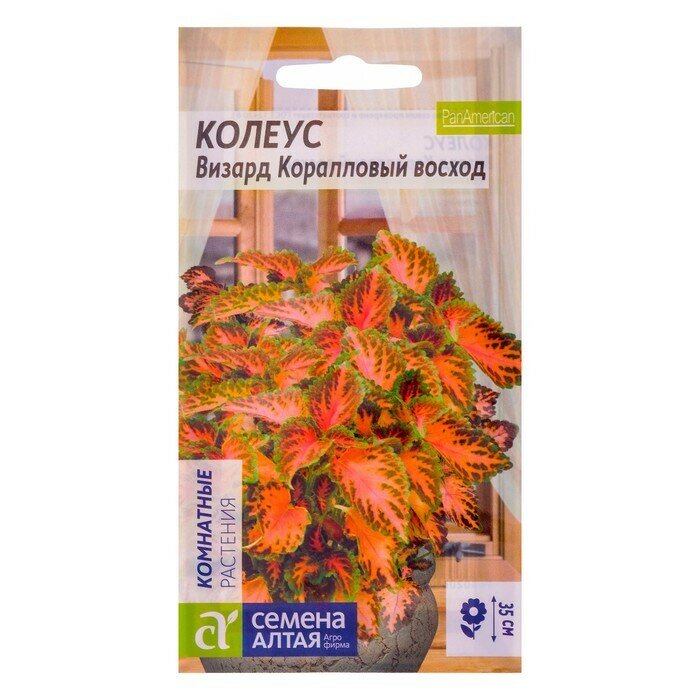 Семена комнатных цветов Колеус 'Визард' Коралловый Восход, Мн, цп, 10 шт.