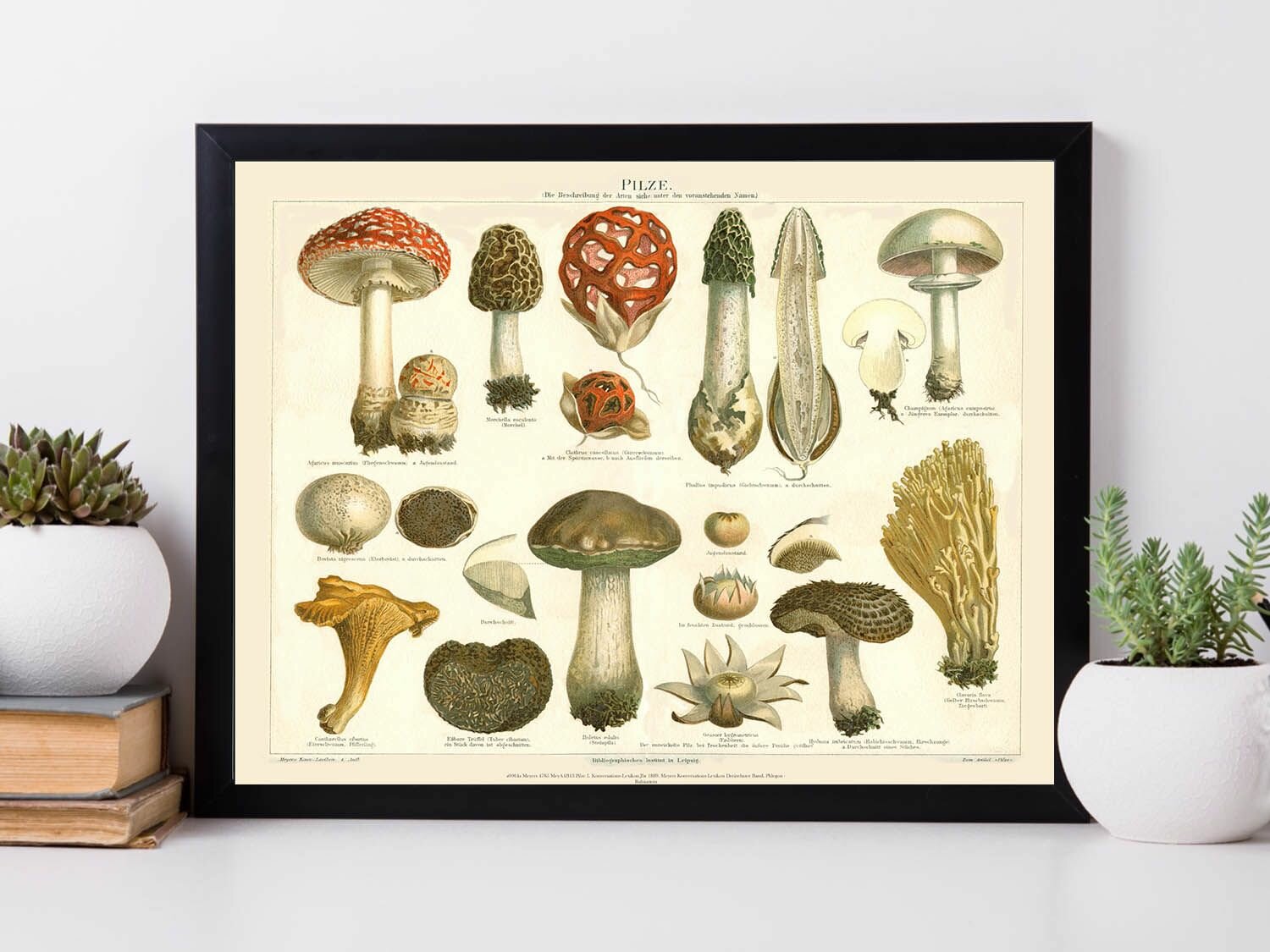 Интерьерный плакат "Грибы" А2 без рамы. Винтажная серия "Ботаника" - постер на кухню и в подарок.
