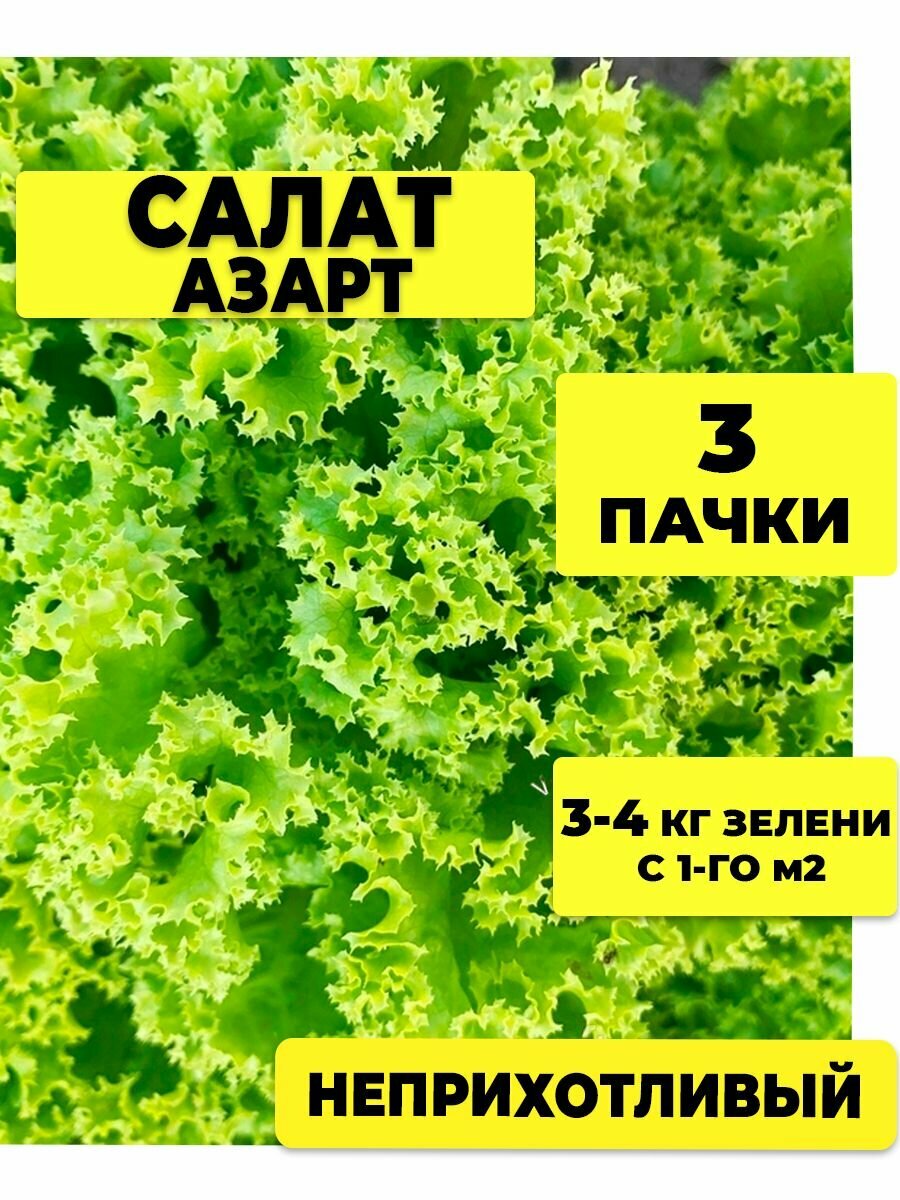 Семена салата листового Азарт, набор 3 пакетика по 0,5 г, для открытого грунта и теплицы