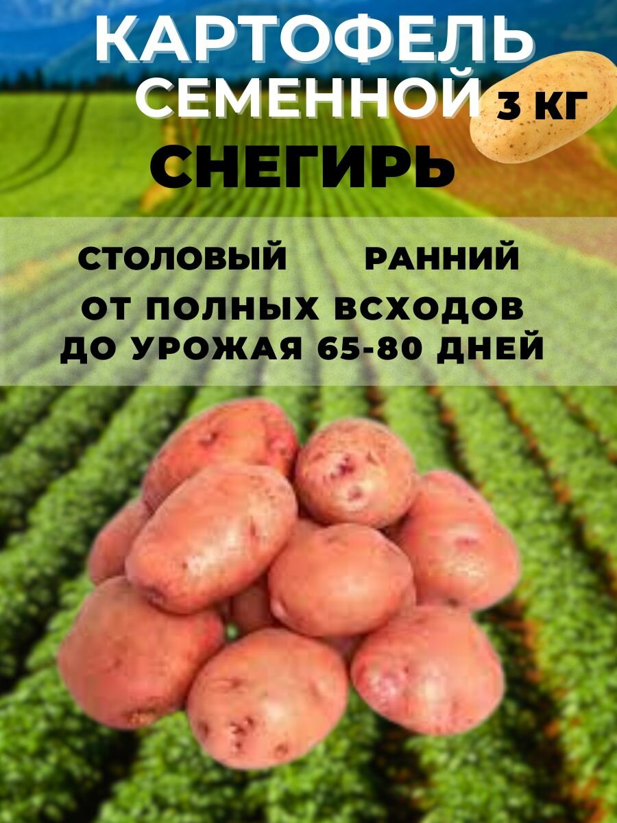 Картофель семенной