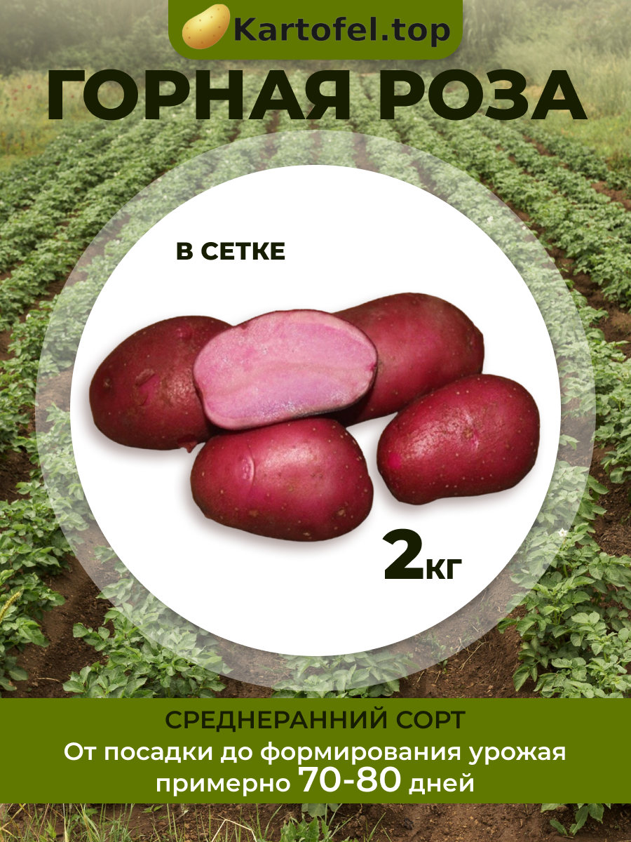 Семенной картофель для посадки Горная Роза, 2 кг