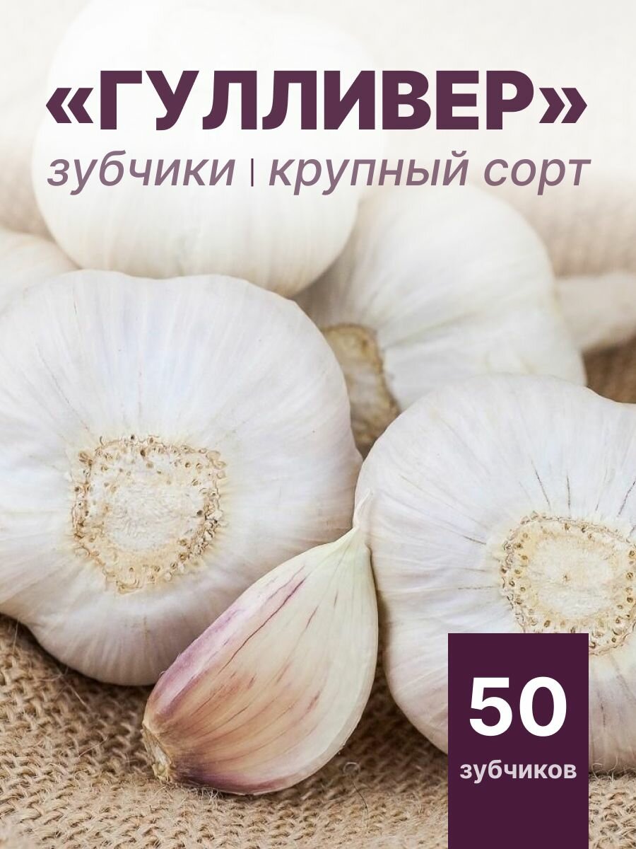 Зубчики чеснока на посадку "Гулливер" 50шт