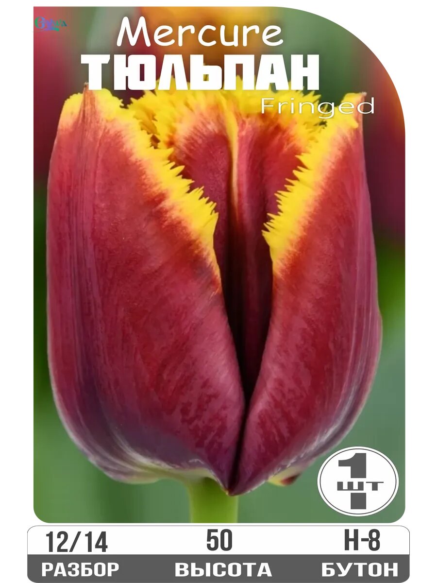 Тюльпаны луковицы Меркурий 1шт крупные, разбор 12/14