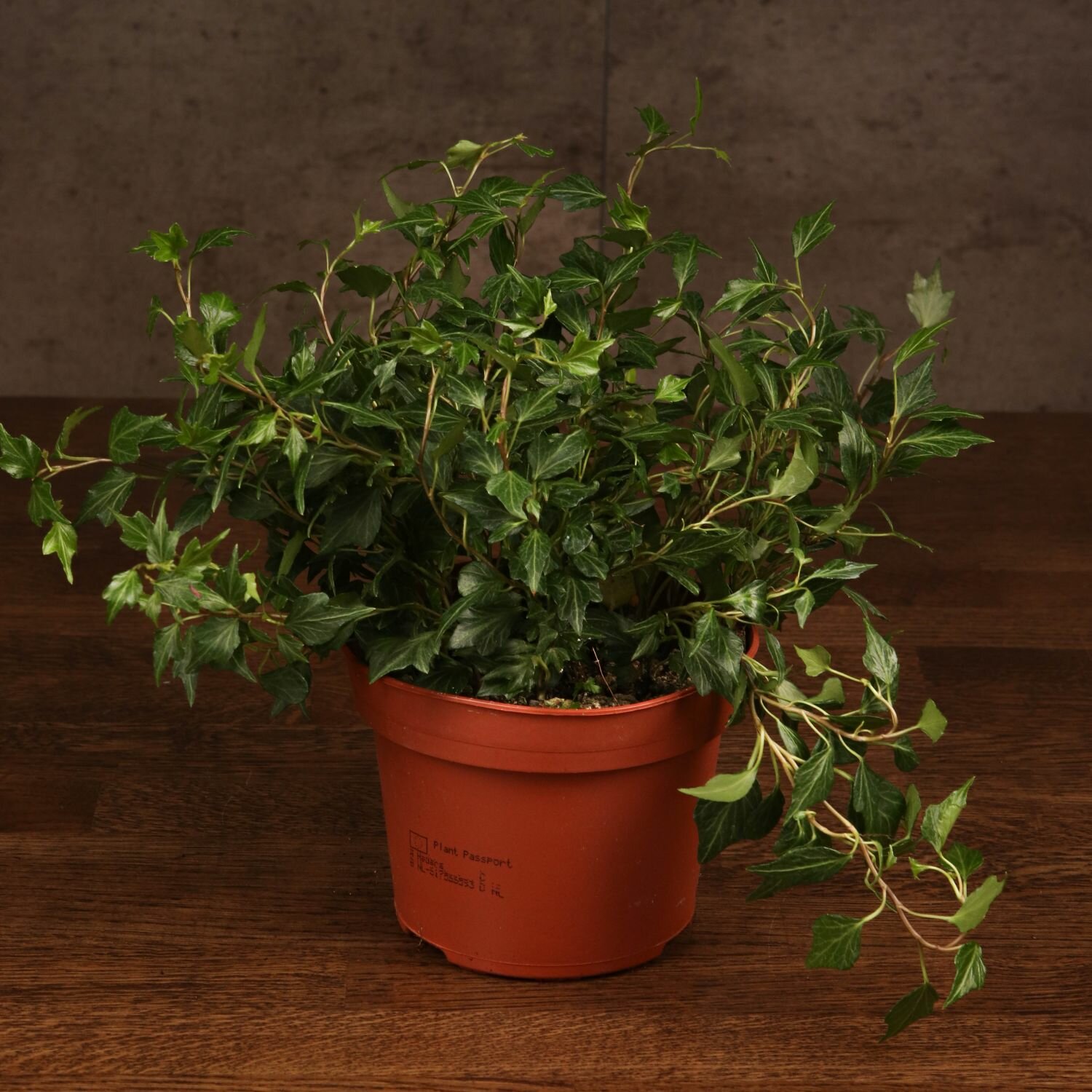 Хедера Голден Колибри D12