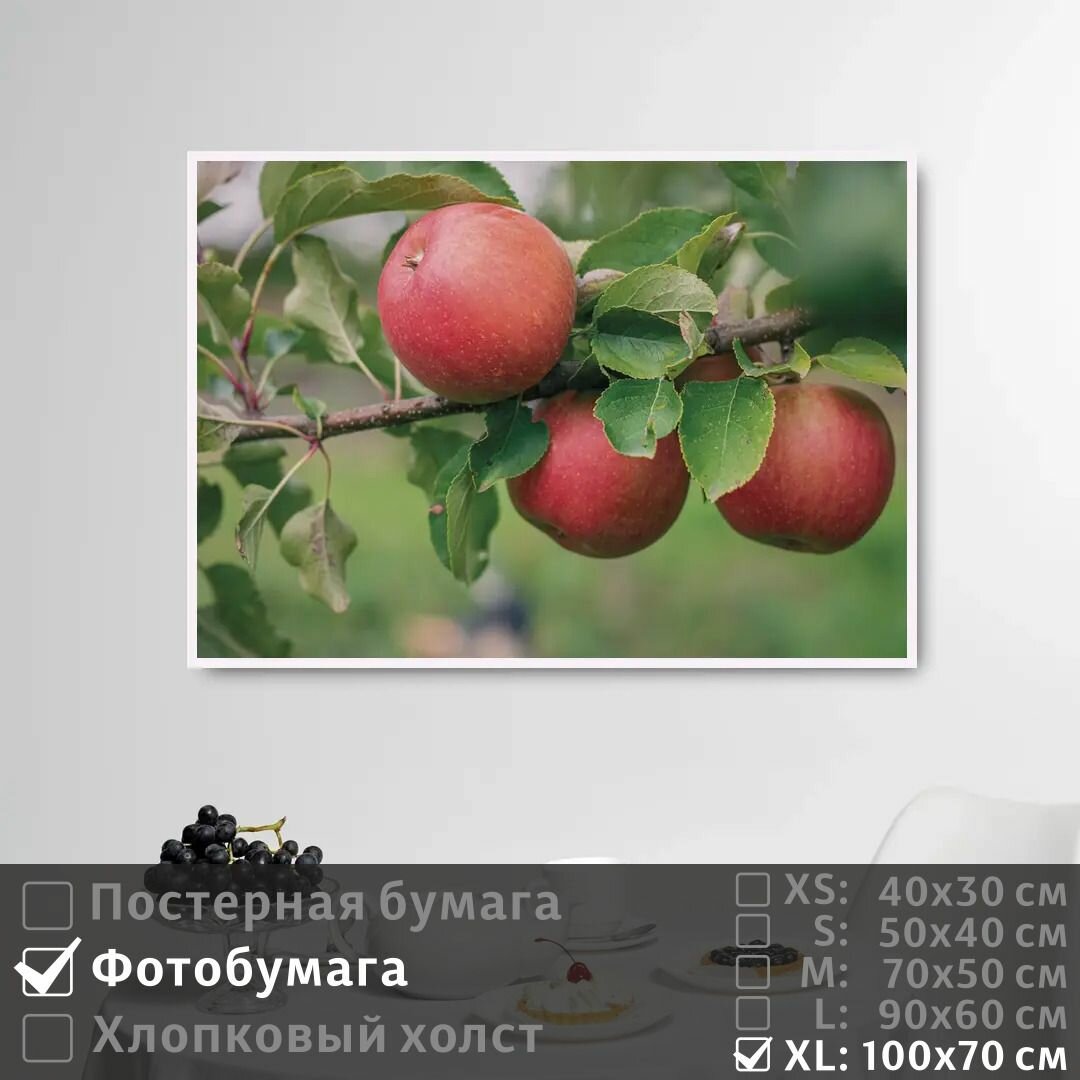 Постер на фотобумаге Красные Яблоки На Ветке Яблони 100х70 см ПолиЦентр