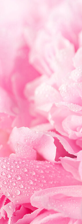 Фотообои Divino Decor "Лепестки" С-288(Б-288) 100*270 фактура холст