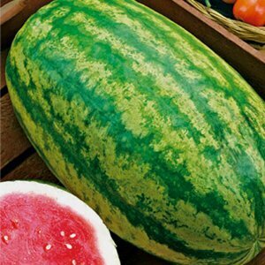 Семена Арбуз Бочка меда