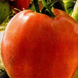 Семена Томат Алсу 20 шт.