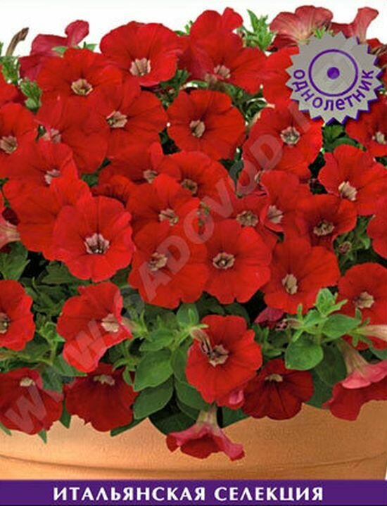 Петуния минифлора Бэби Джоконда Оранж Ред