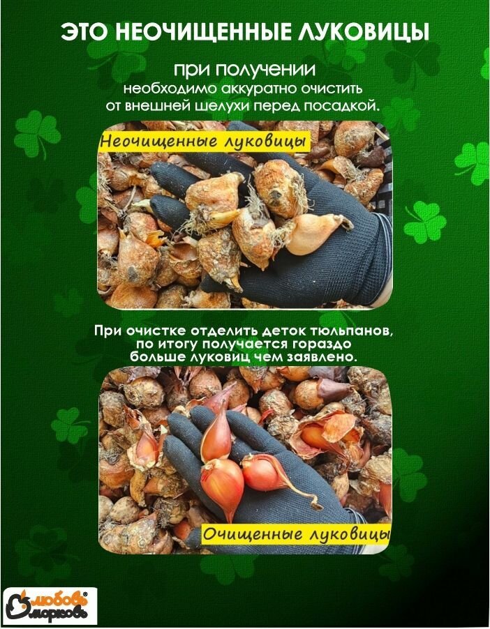 Тюльпан Луковицы неочищенные, Микс сортов, 10шт