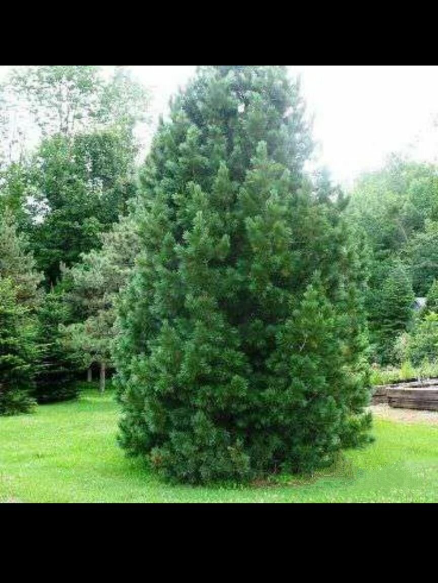 Семена Сосны Румелийской, 20 штук