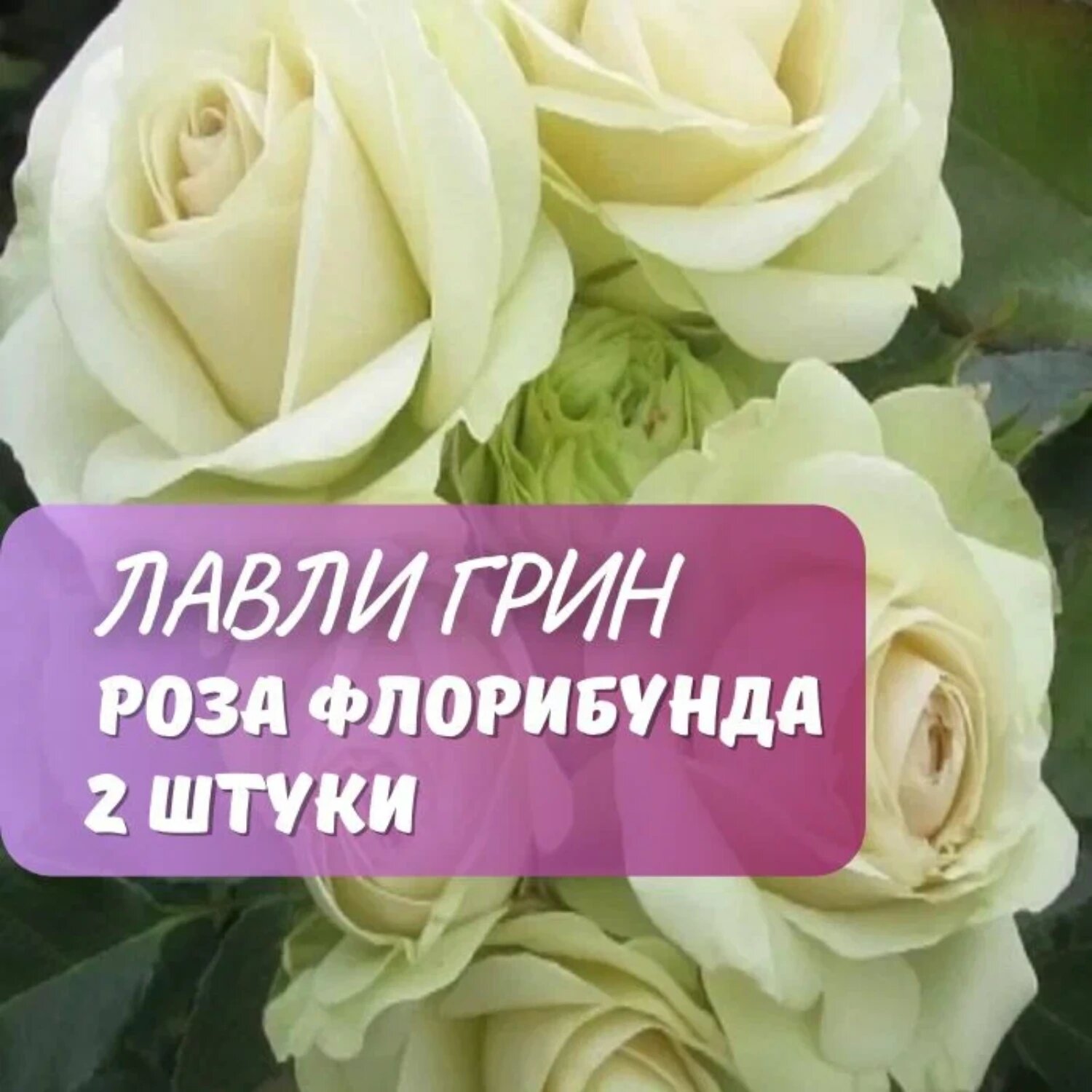 Роза флорибунда "Лавли Грин", 2 саж , многолетняя, зеленая, ЗКС, 30-50 см