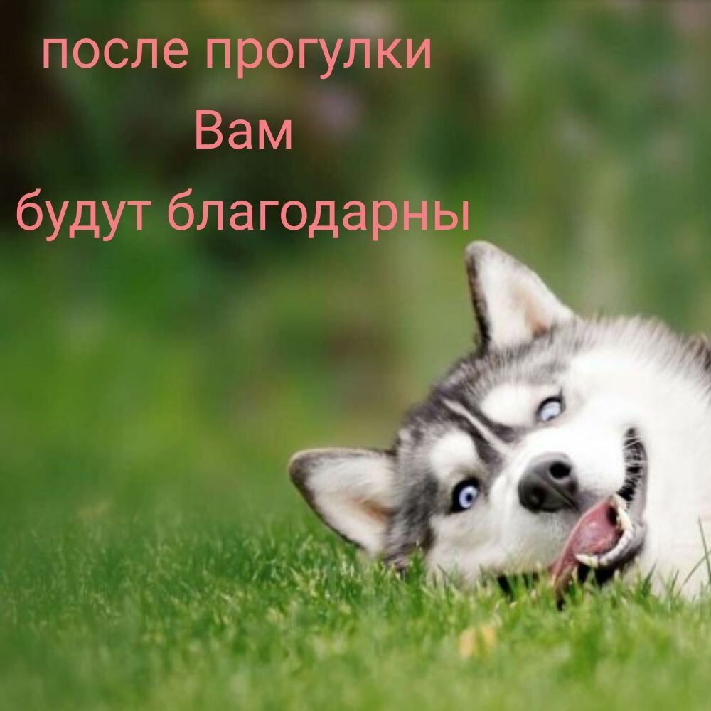 Поводок потяг для бега с собакой Noral