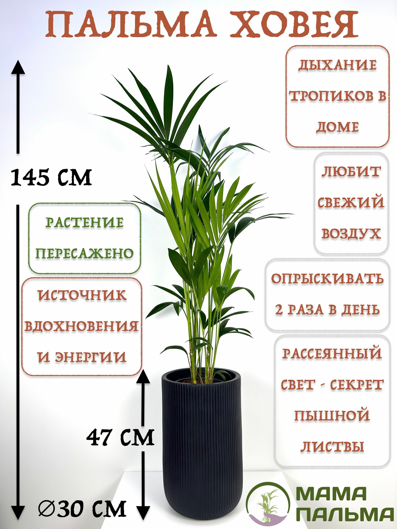 Пальма Ховея в кашпо JET высокий цилиндр черный Антрацит высота 145 см