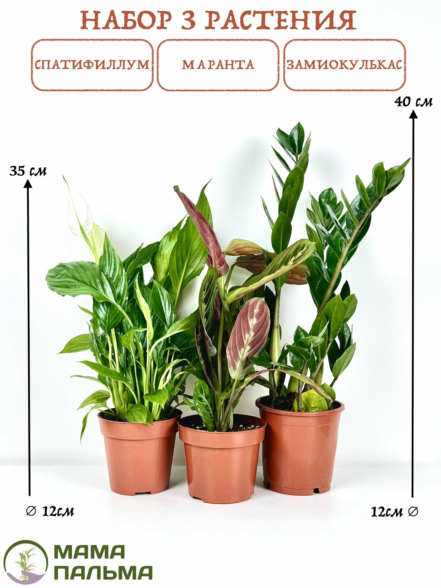 Набор 3 растения Спатифиллум Замиокулькас Маранта в горшке D12 (живые растения)