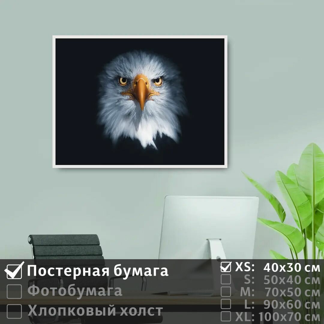 Постер на стену хищный орел С Оранжевым Клювом 40х30 см ПолиЦентр