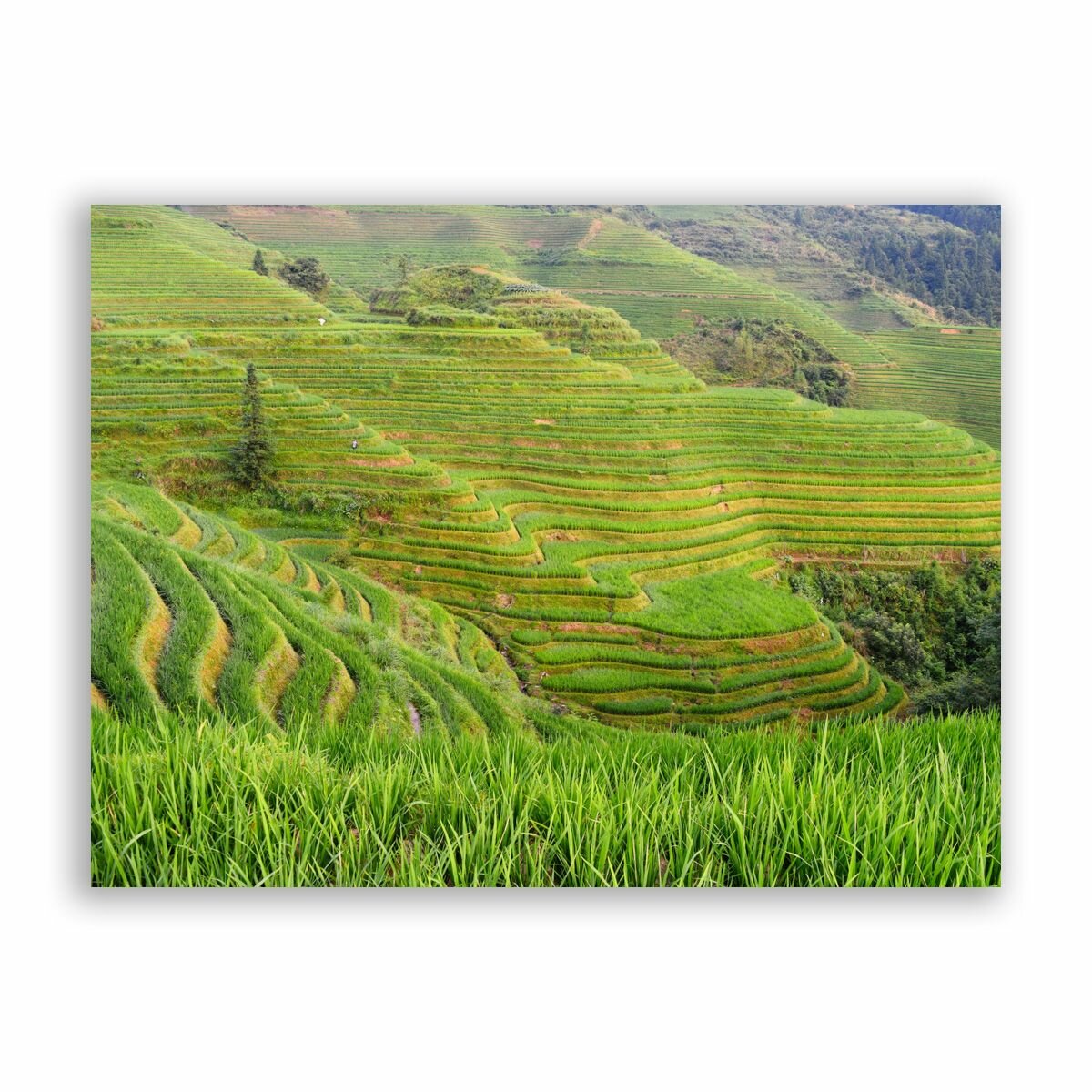 Постер, плакат на бумаге / Природа Китая - Рисовые поля / Размер 60 x 80 см